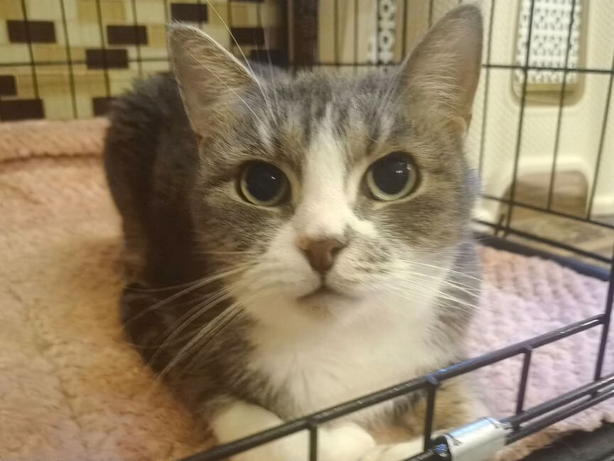 В добрые руки