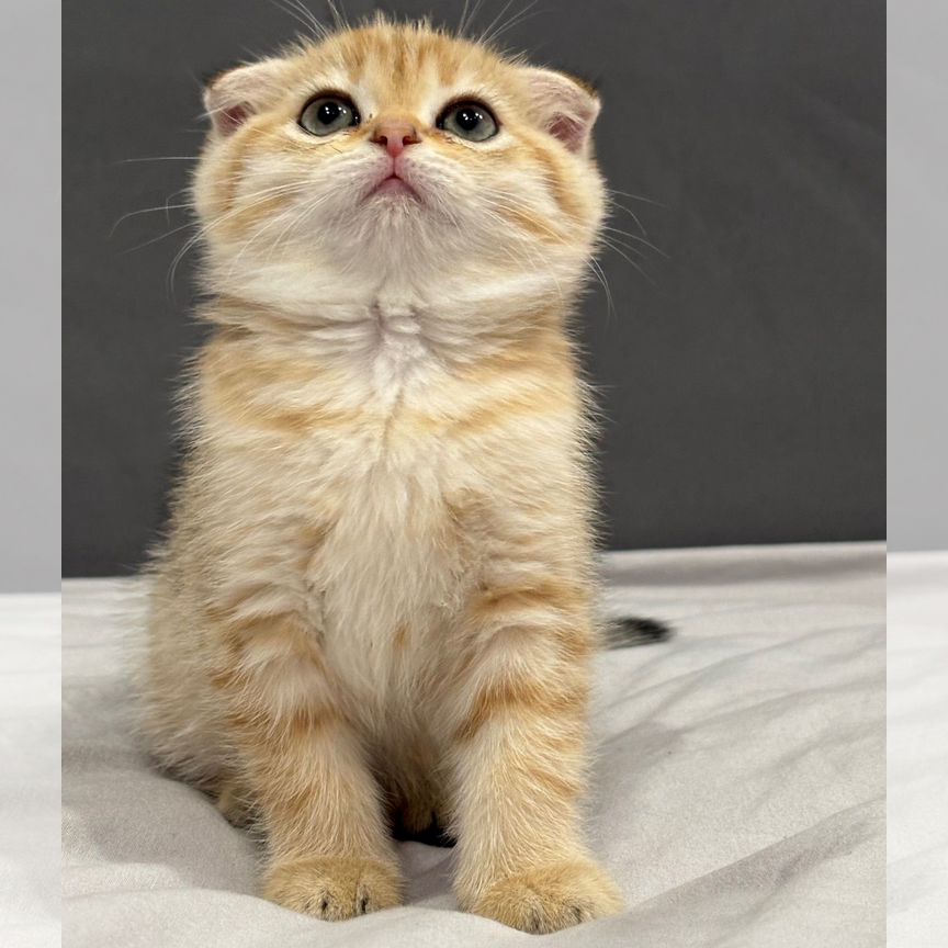 Шотландский вислоухий короткошёрстный котёнок