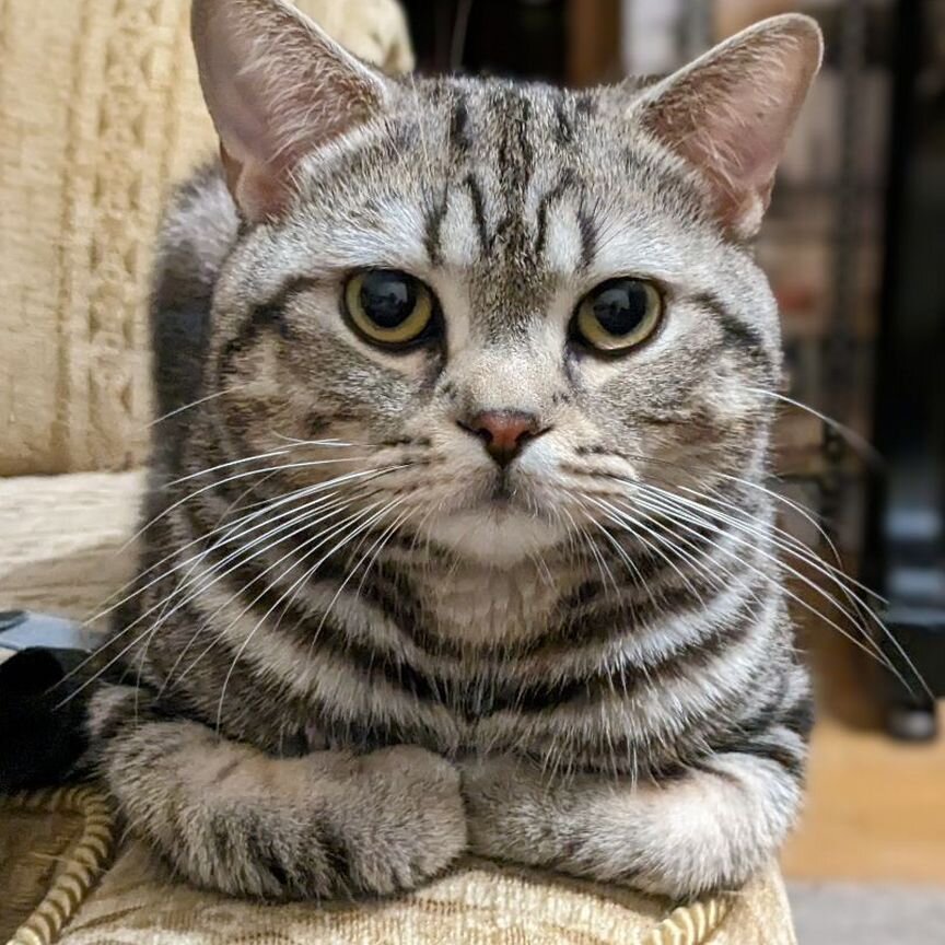 Шотландский мраморный кот на вязку