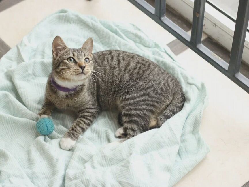 Котик