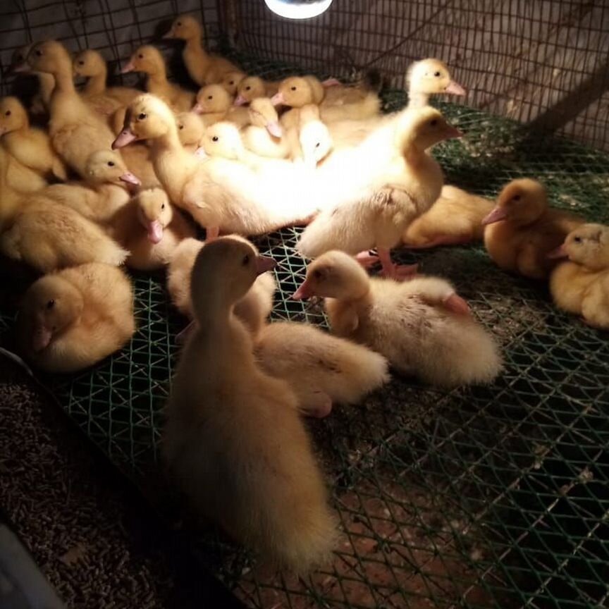 Утята, муларды