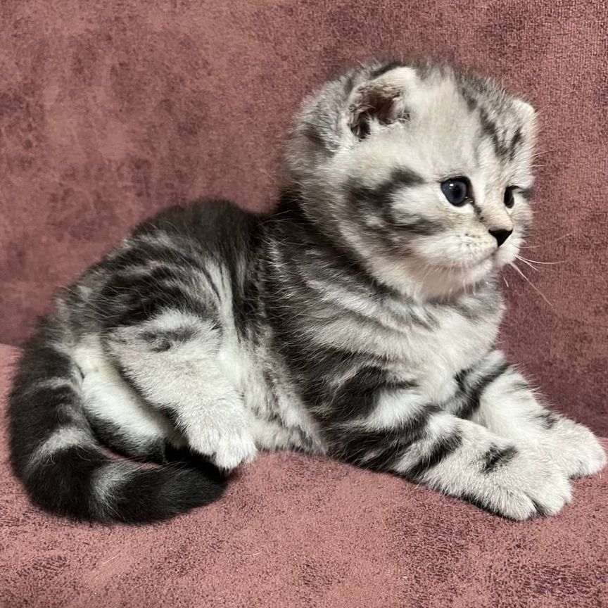 Шотландский вислоухий короткошёрстный котёнок