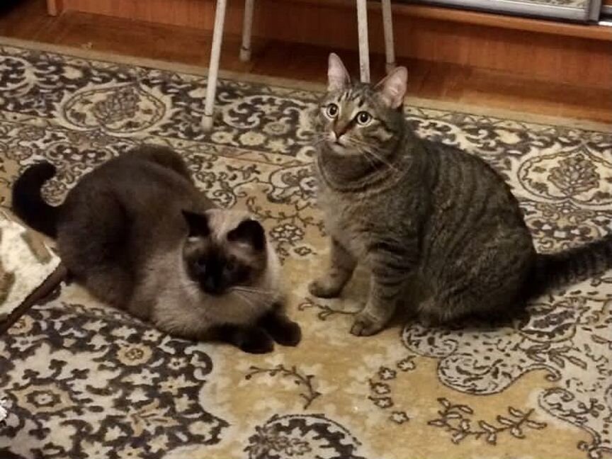 Осиротели котики