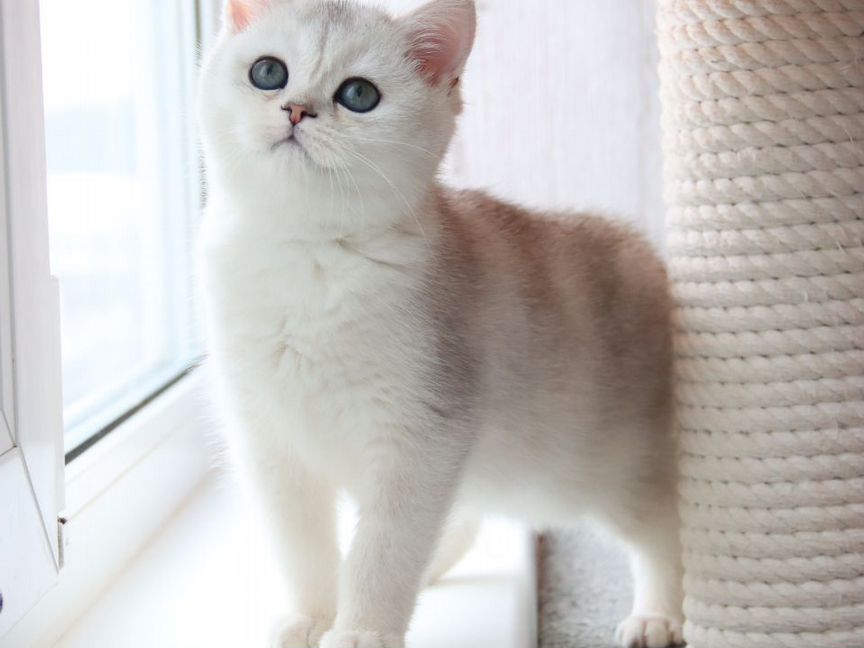 Британский котик Сэм