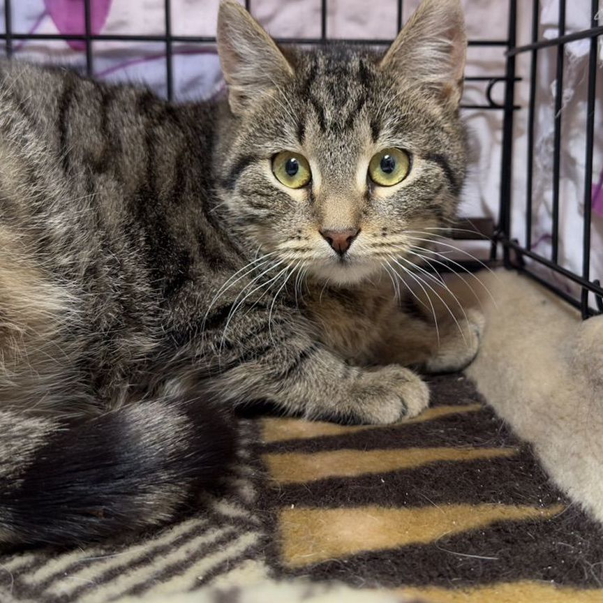 Взрослый кот в добрые руки