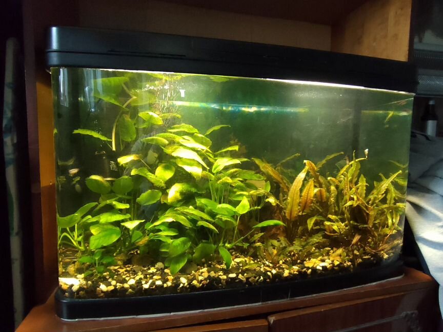 Аквариум 120 л с рыбками и водорослями