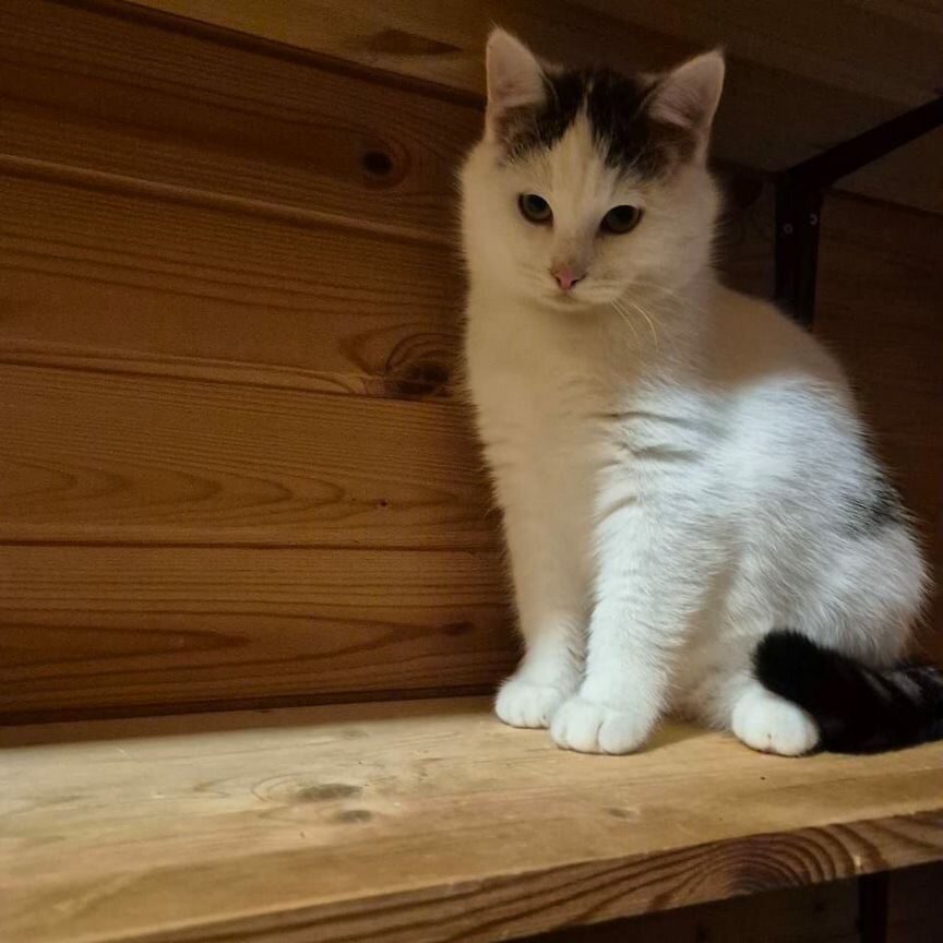 Котик 7 мес