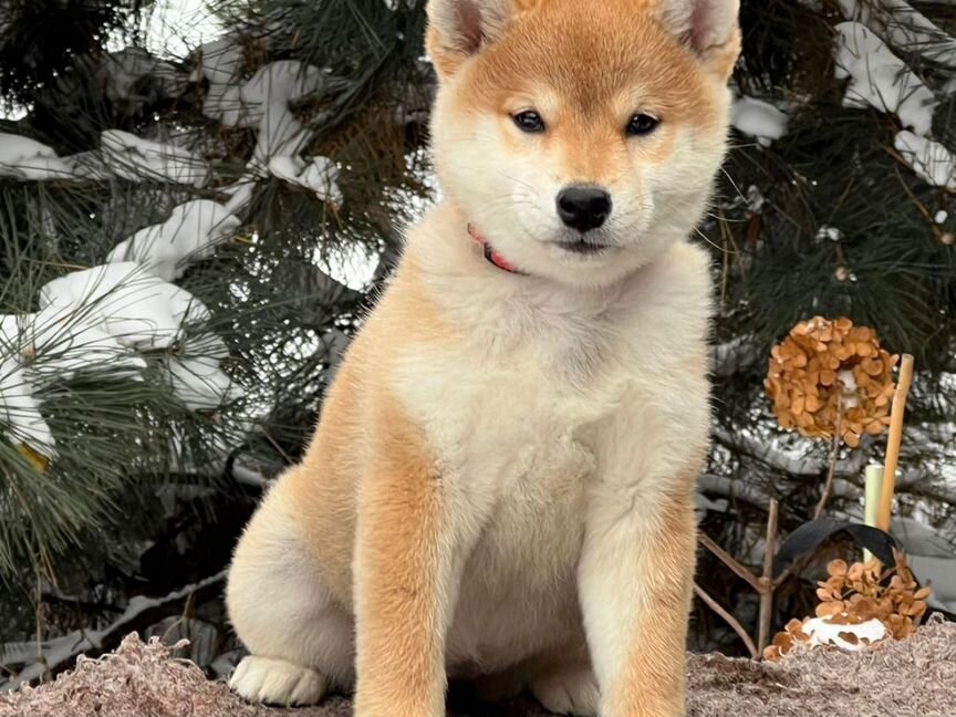 Яркая девочка Шиба Сиба