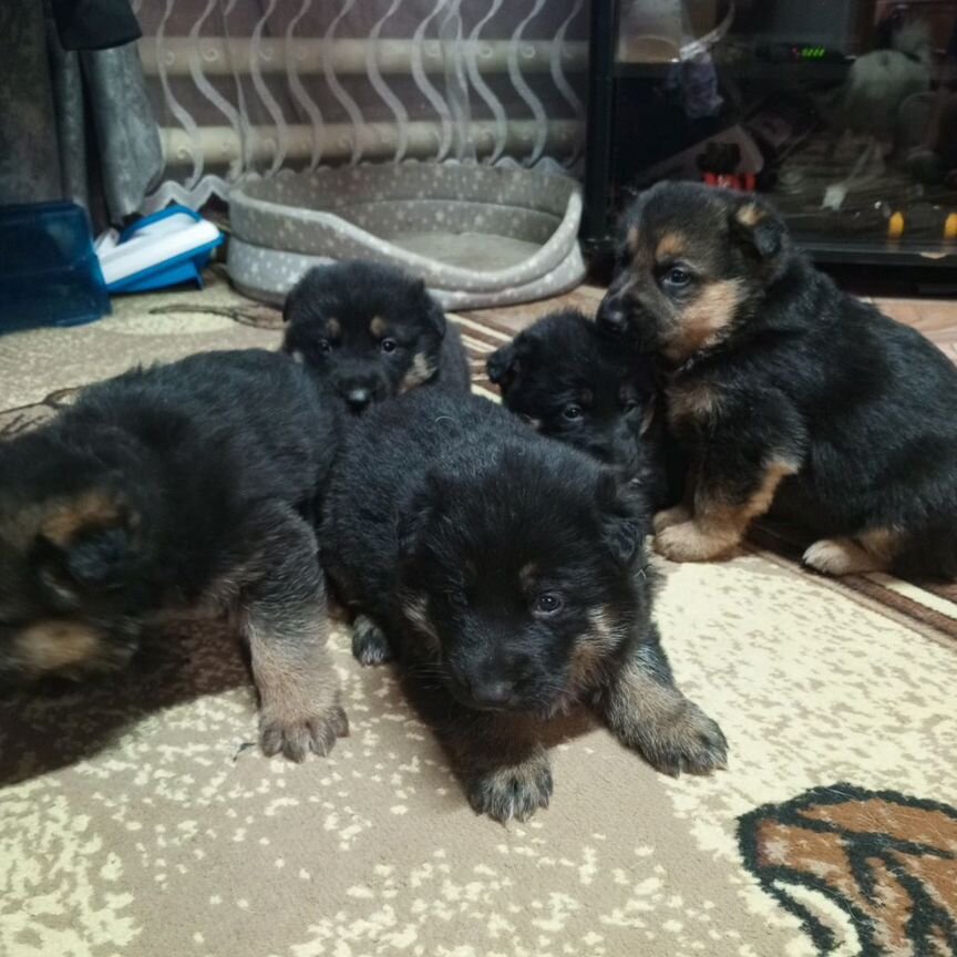 Продаются щенки немецкой овчарки