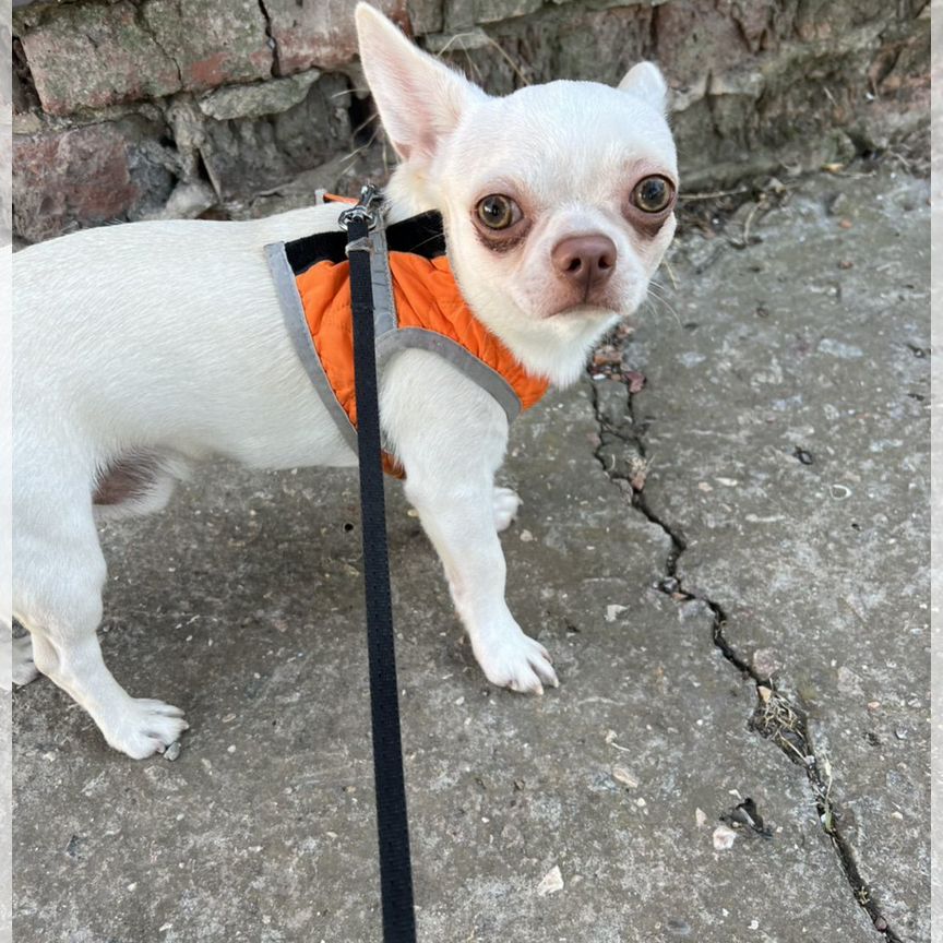 Чихуахуа жених ищет невесту, развязан