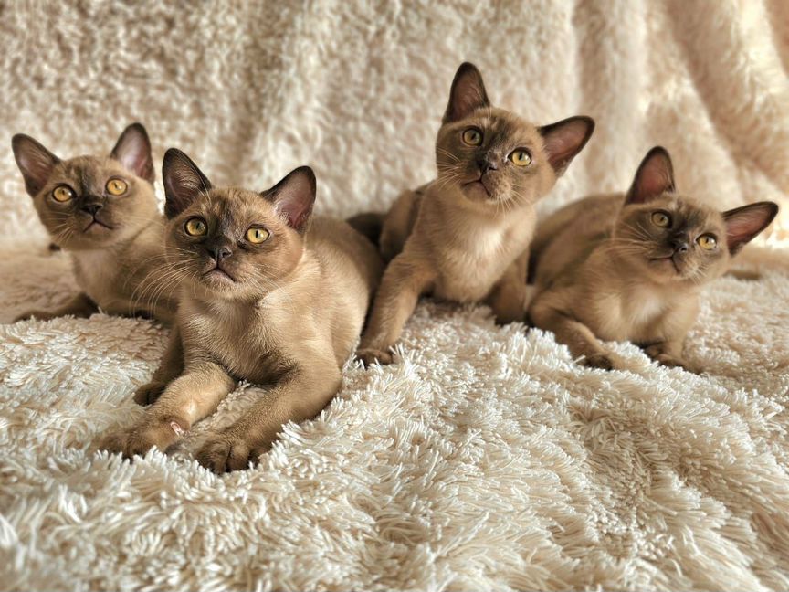 Бурманские кошечки