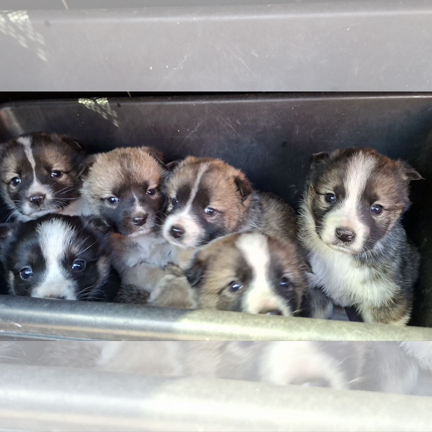 Щенок в добрые руки