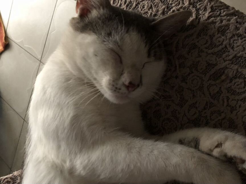 Кот