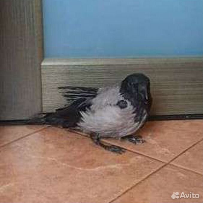 Вороненок бесплатно