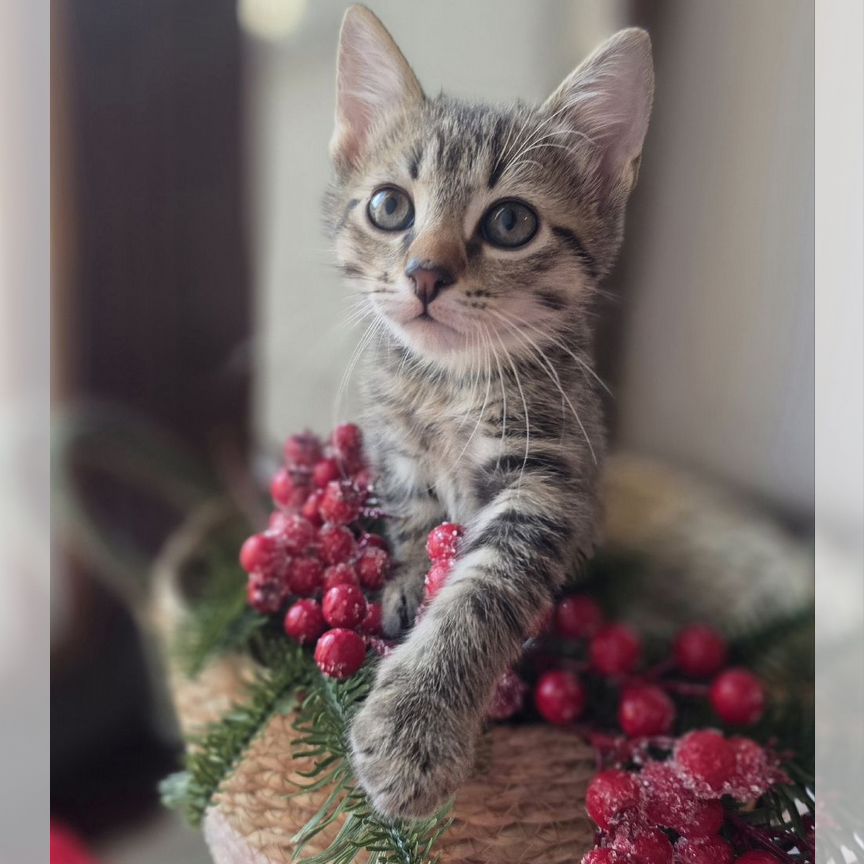 Котёнок в добрые руки