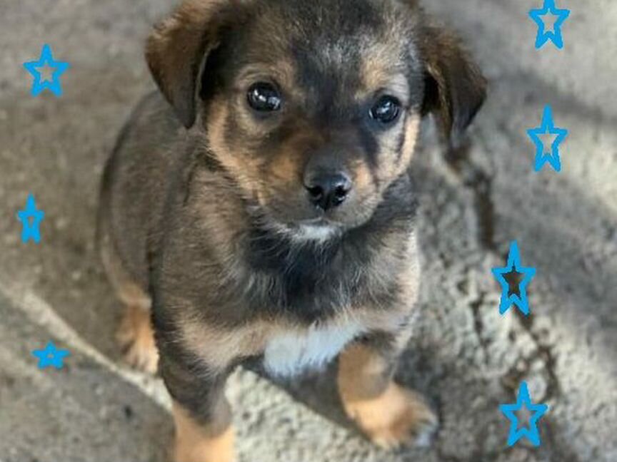 Маленький рыжий щенок в дар