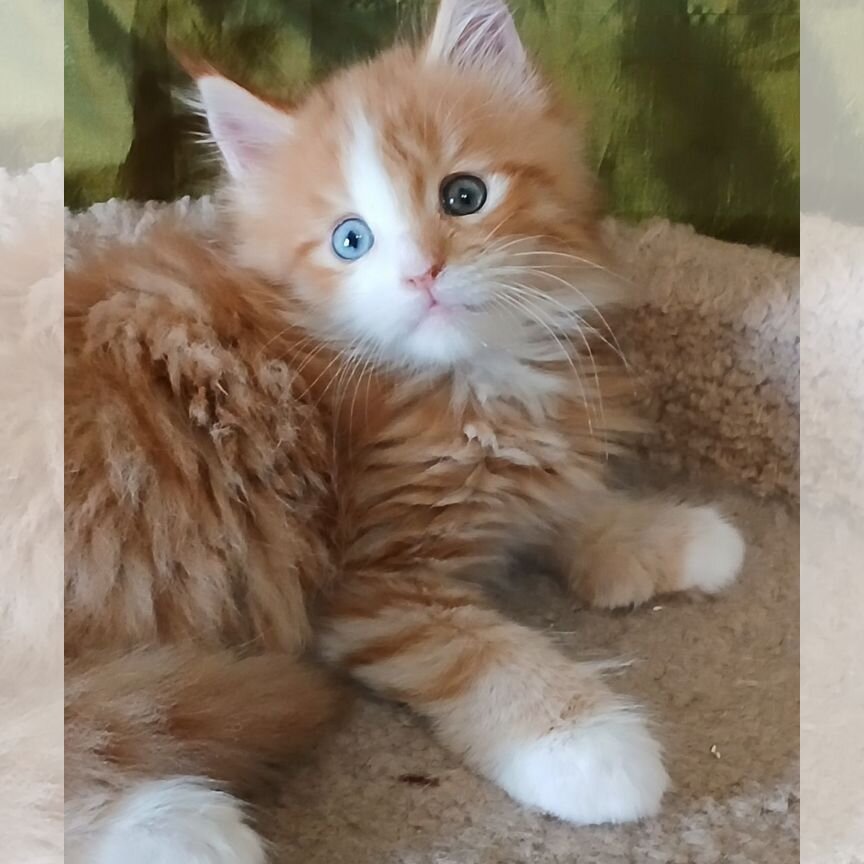 Мейн-кун котёнок