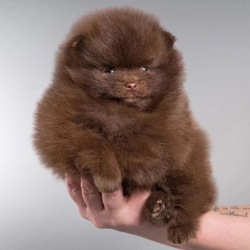 Померанский шпиц, щенок