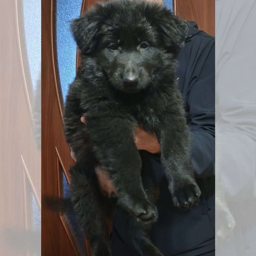 Немецкая овчарка, щенок