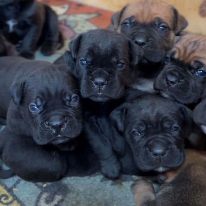 Кане Корсо - племенной питомник