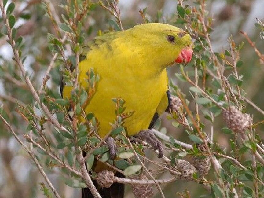 Горный попугай