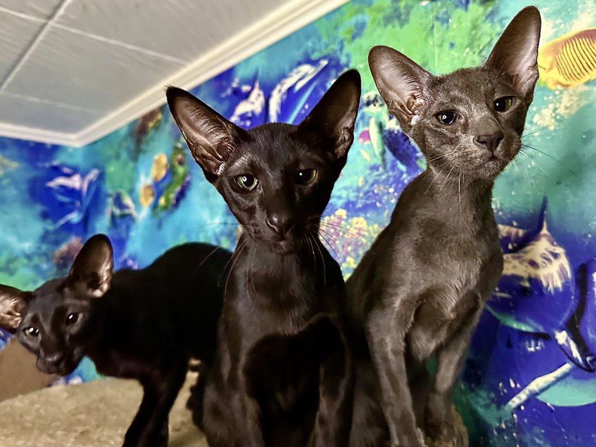 Лучшие Ориентальные котята