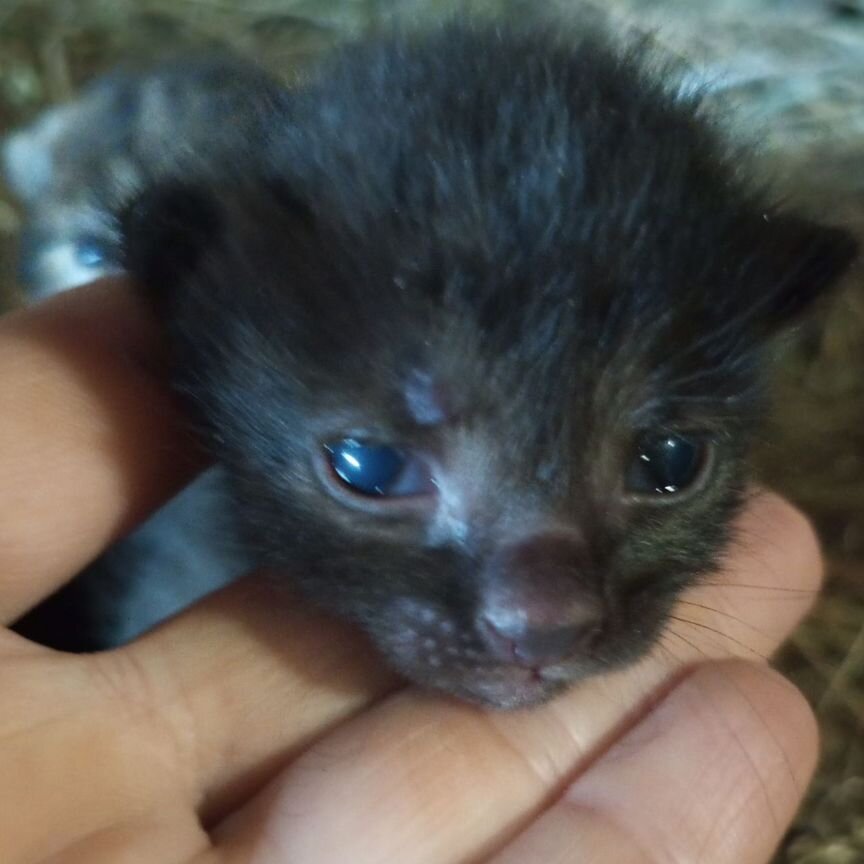 Котята бобтейлы