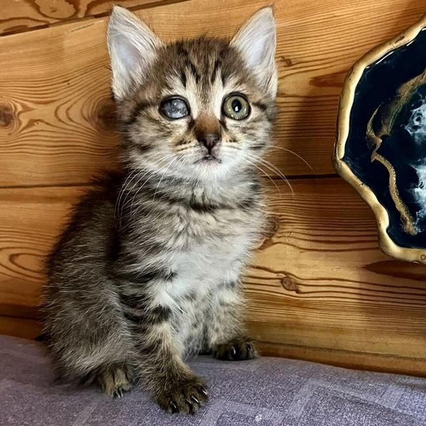 Котёнок мальчик