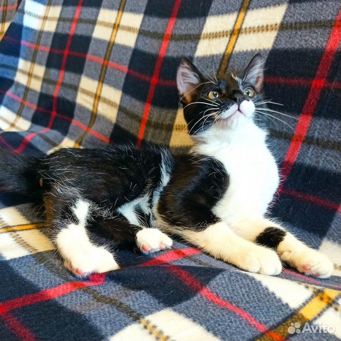 Котейка С невероятным везением