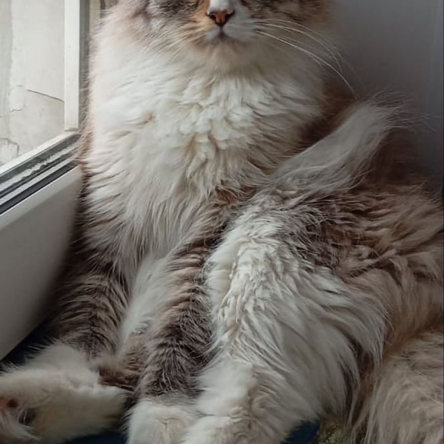 Кошечка Невская маскарадная в добрые руки