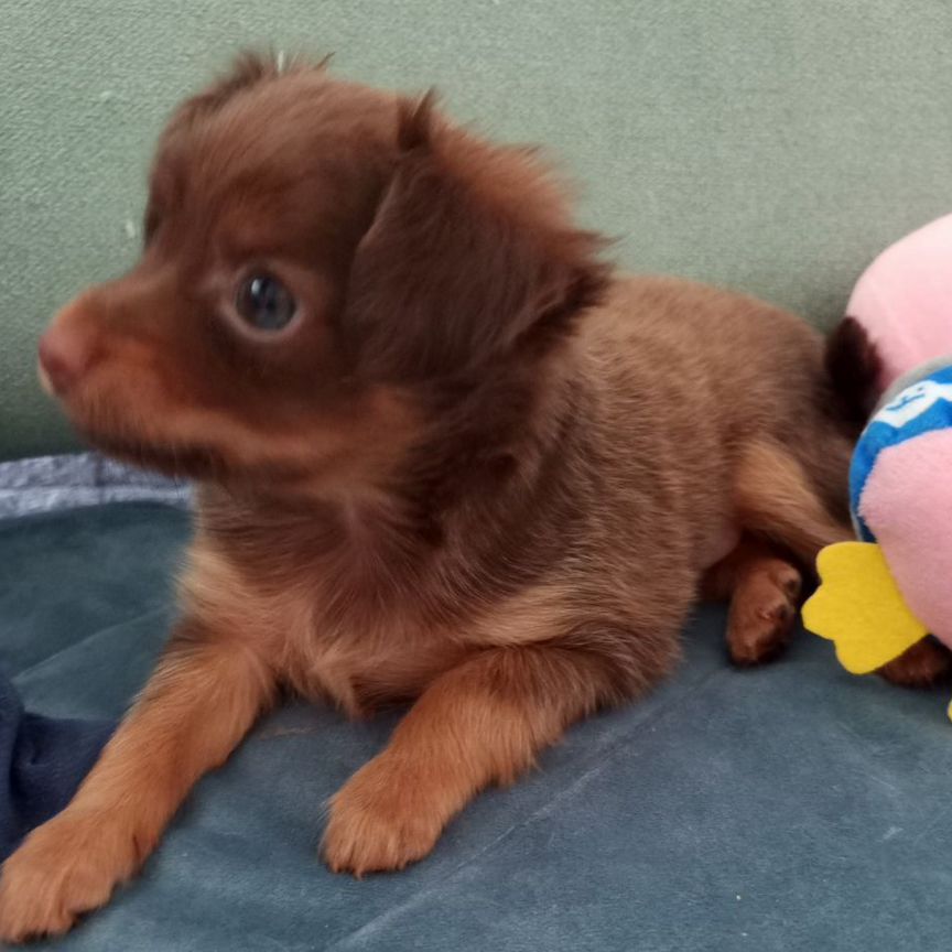 Русский той-терьер, щенок