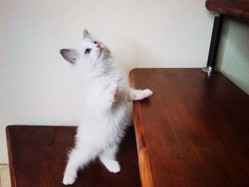 Котята Рэгдолл