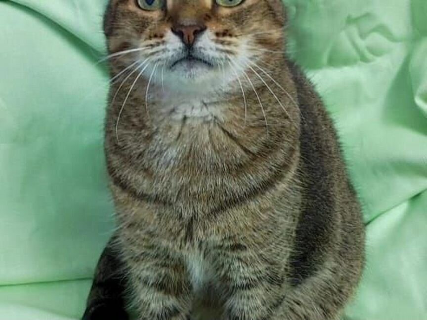 Отдаётся кошка в добрые руки