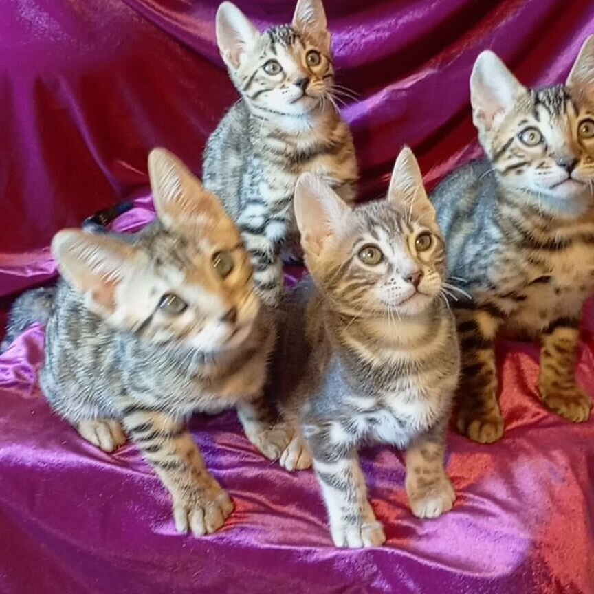 Продам бенгальских котят