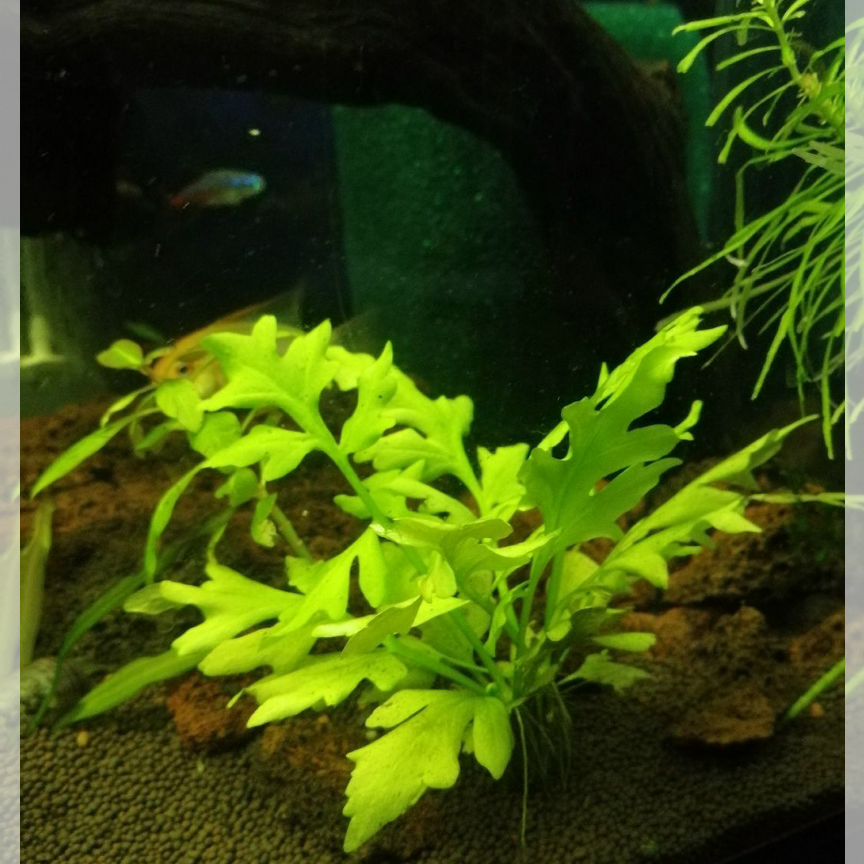 Водные растения для аквариума папоротник