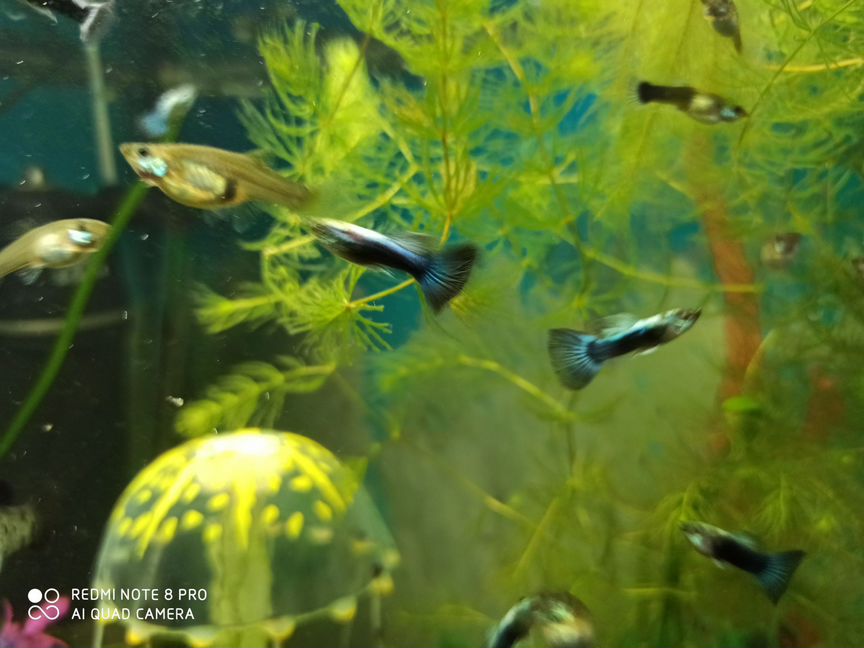 Рыбки гуппи