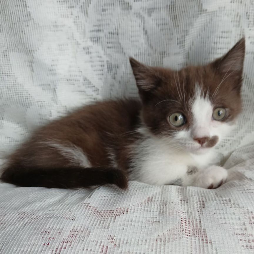 Манчкин котёнок