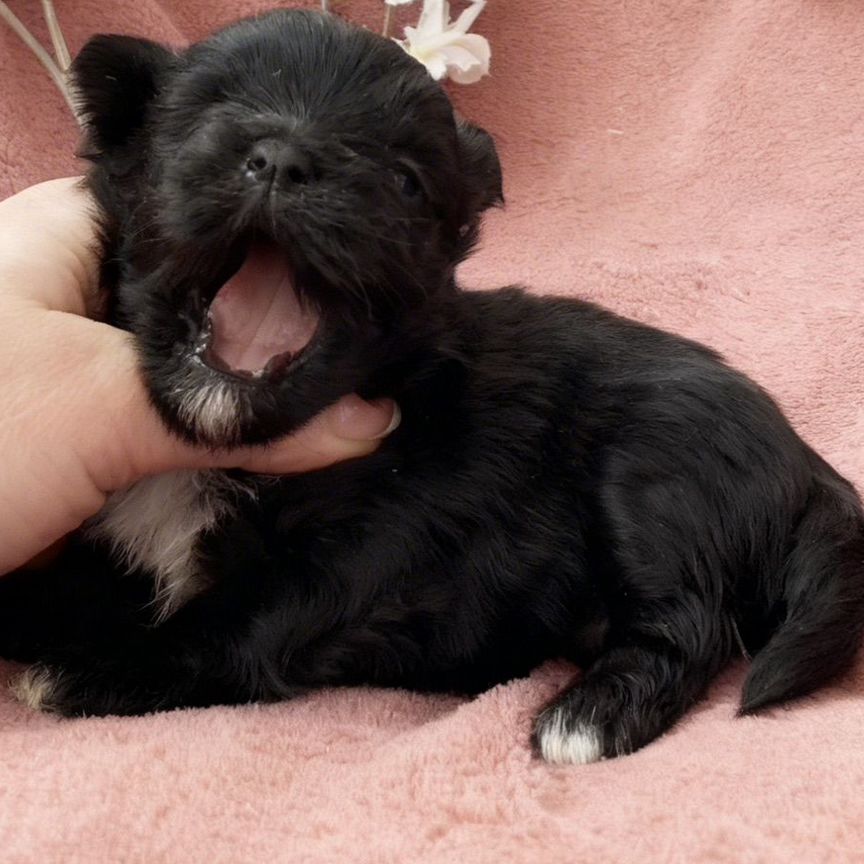 Йоркширский терьер, щенок