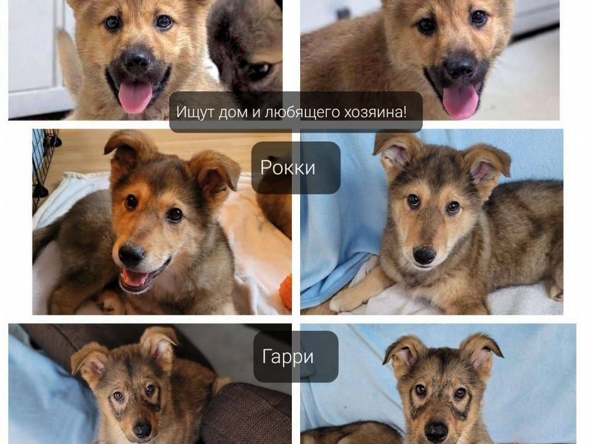 Щенки в добрые руки