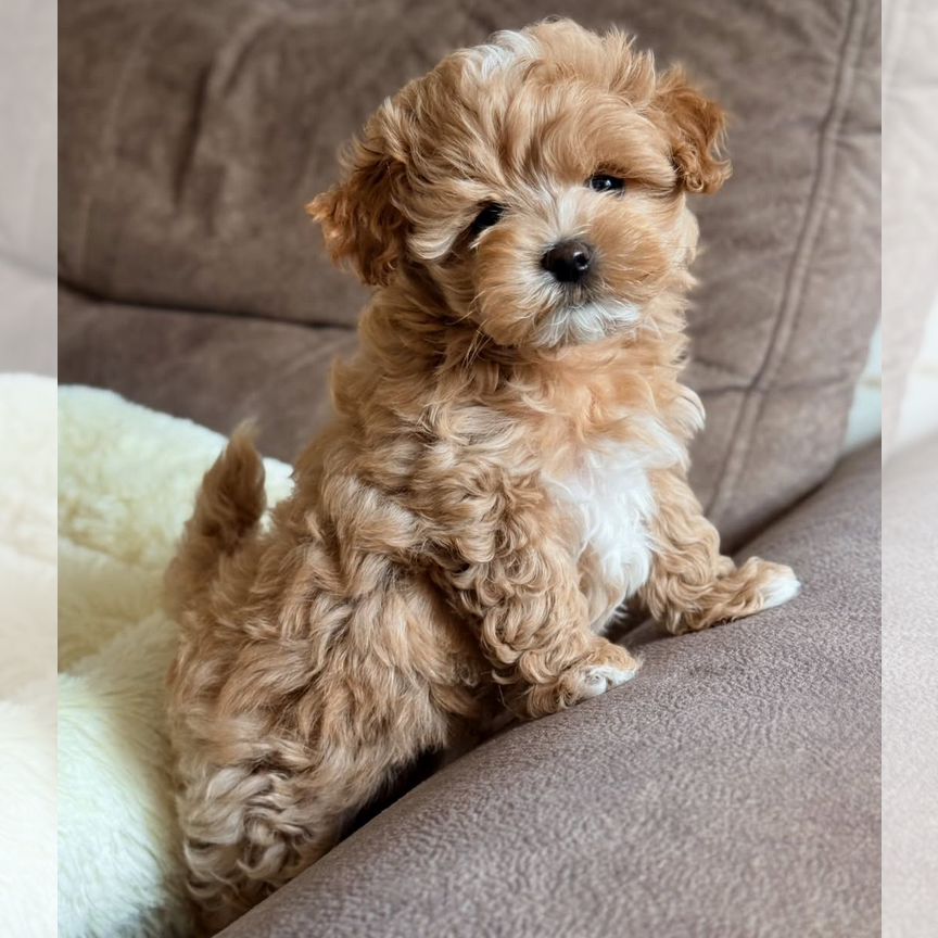 Мальтипу, щенок