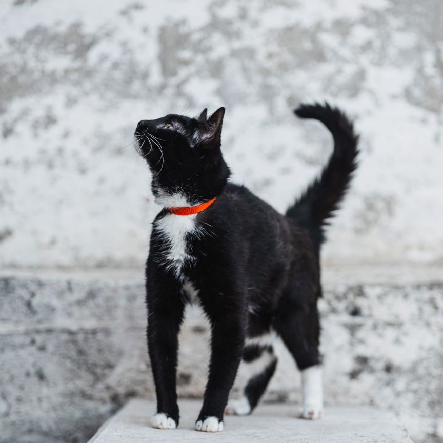 Черно - белая это приговор