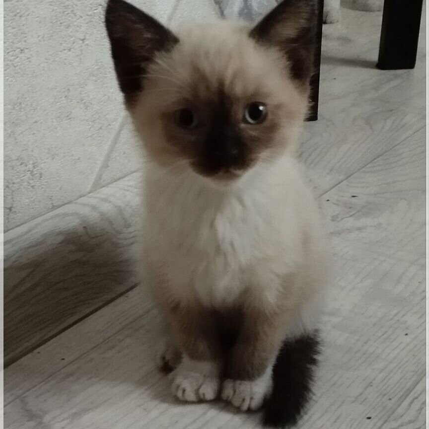 Кошечки