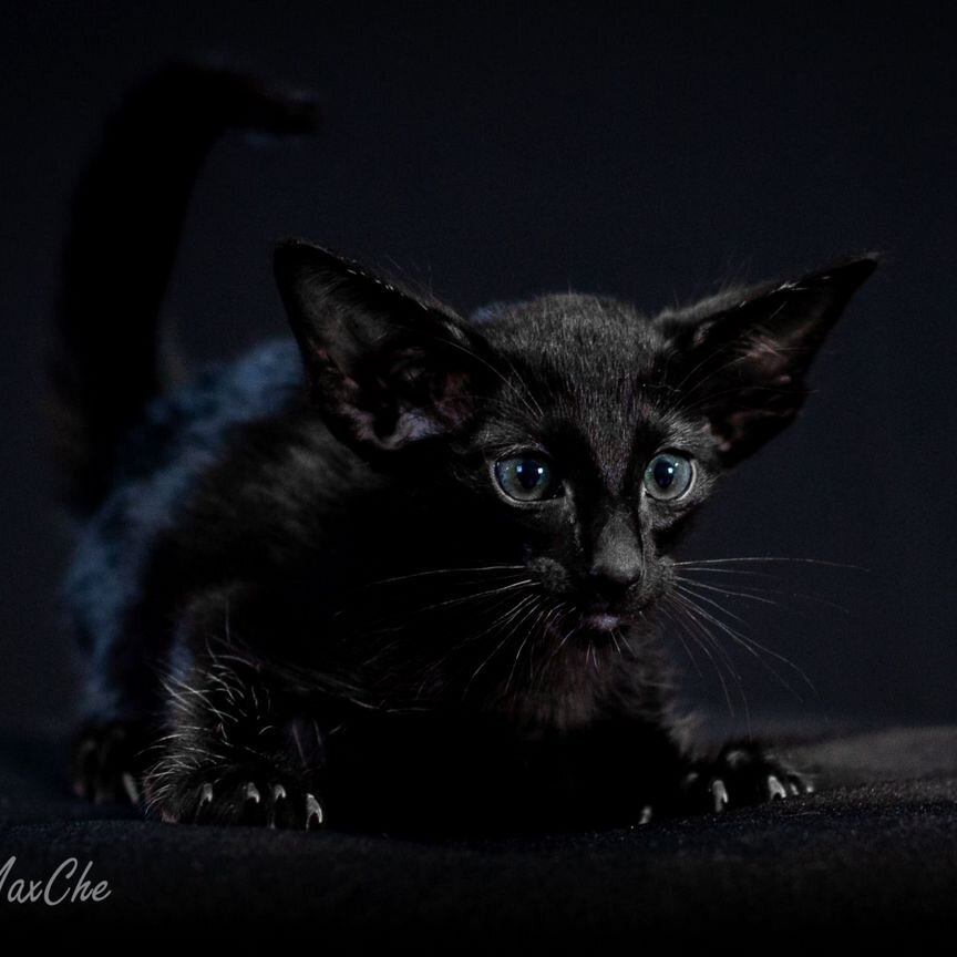 Ориентальные котята эбони