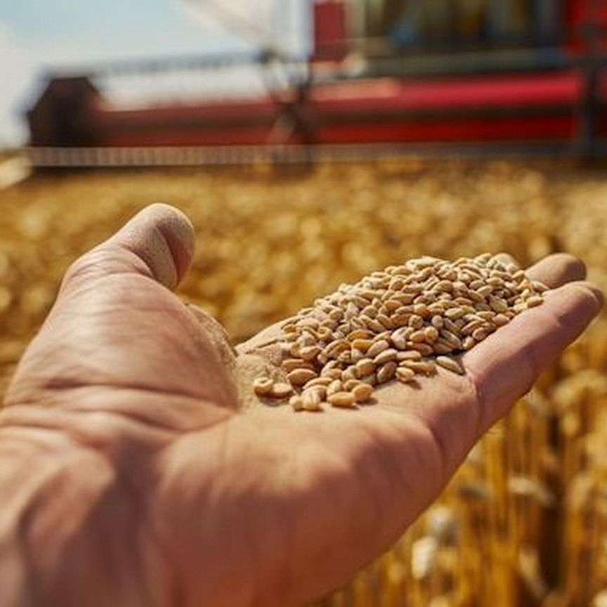 Продам зерно,ячмень,овёс