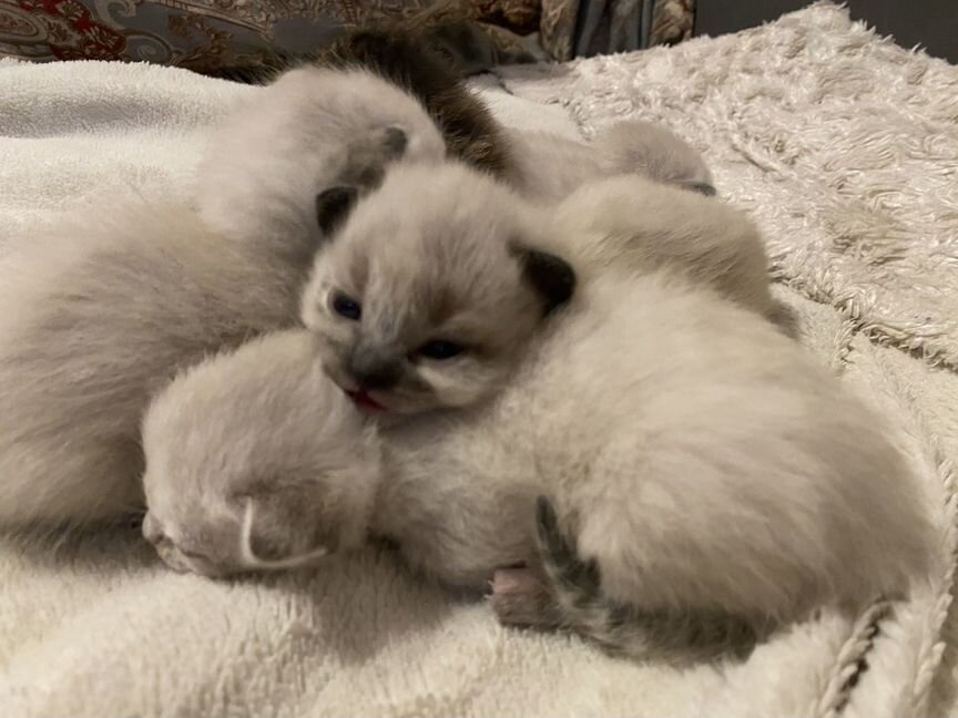 Котята предзаказ