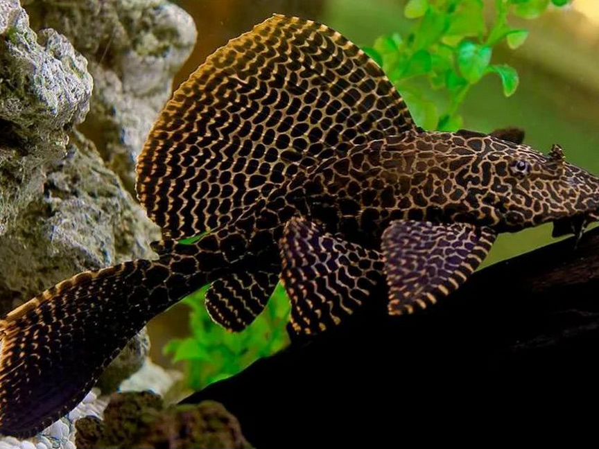 Аквариумный большой сом