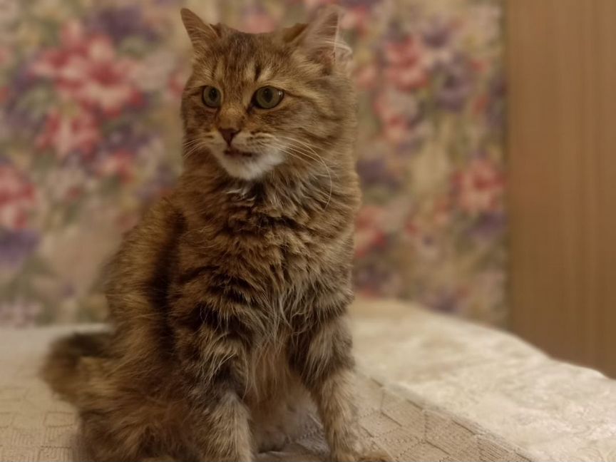 Кошечка по имени Маргоша 8 мес