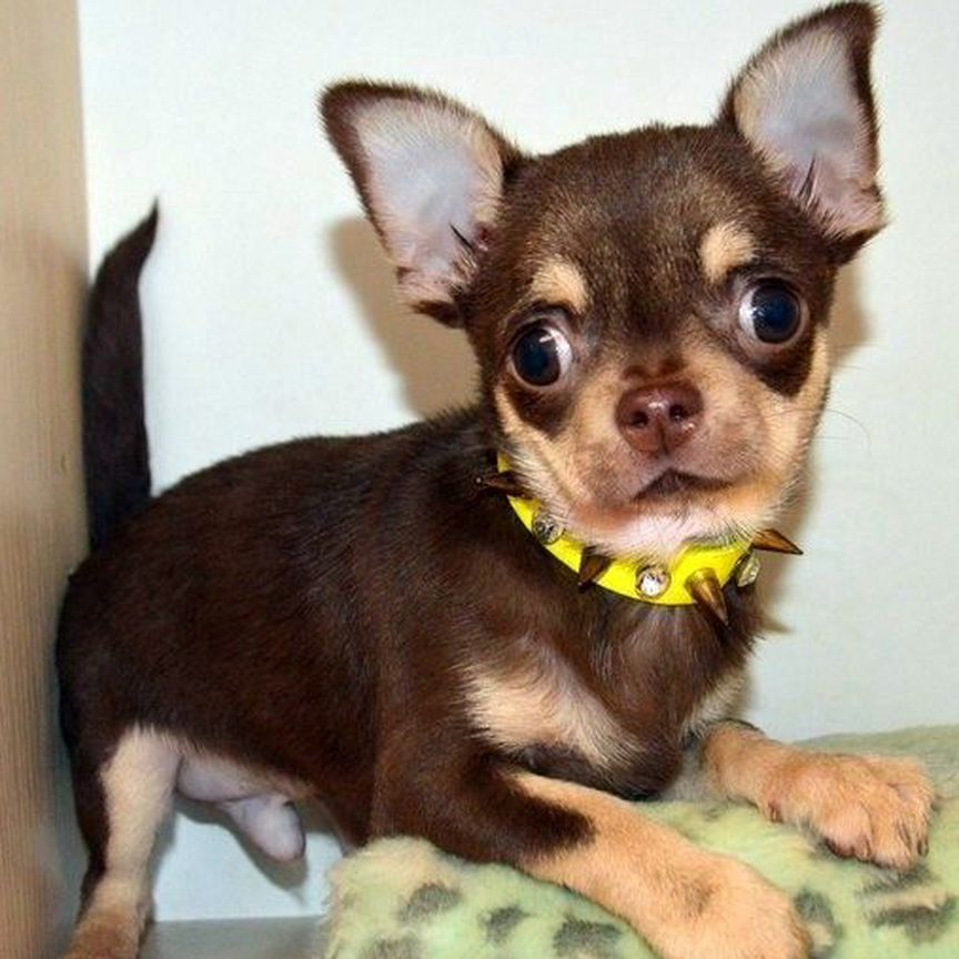 Чихуахуа, щенок