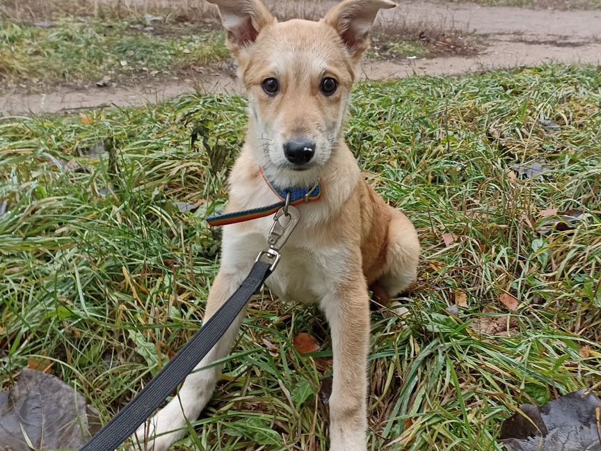 Бэтти ищет дом