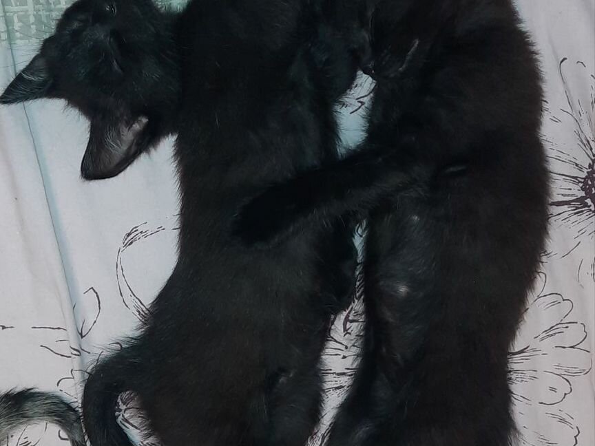 Котята от вислоухой кошки